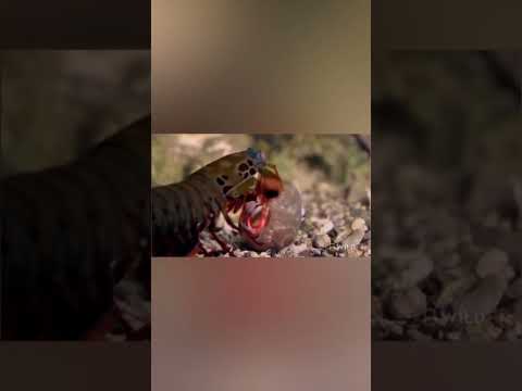 Japanese Mantis Shrimp's Deathstroke