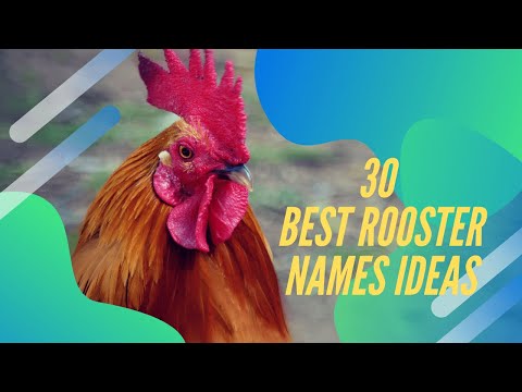30 Popular Rooster Names - Best, Famous And Unique Rooster Name Ideas