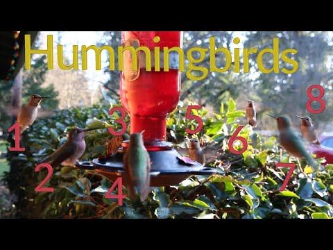 Swarm of Hungry Hummingbird in Slow Motion Dance