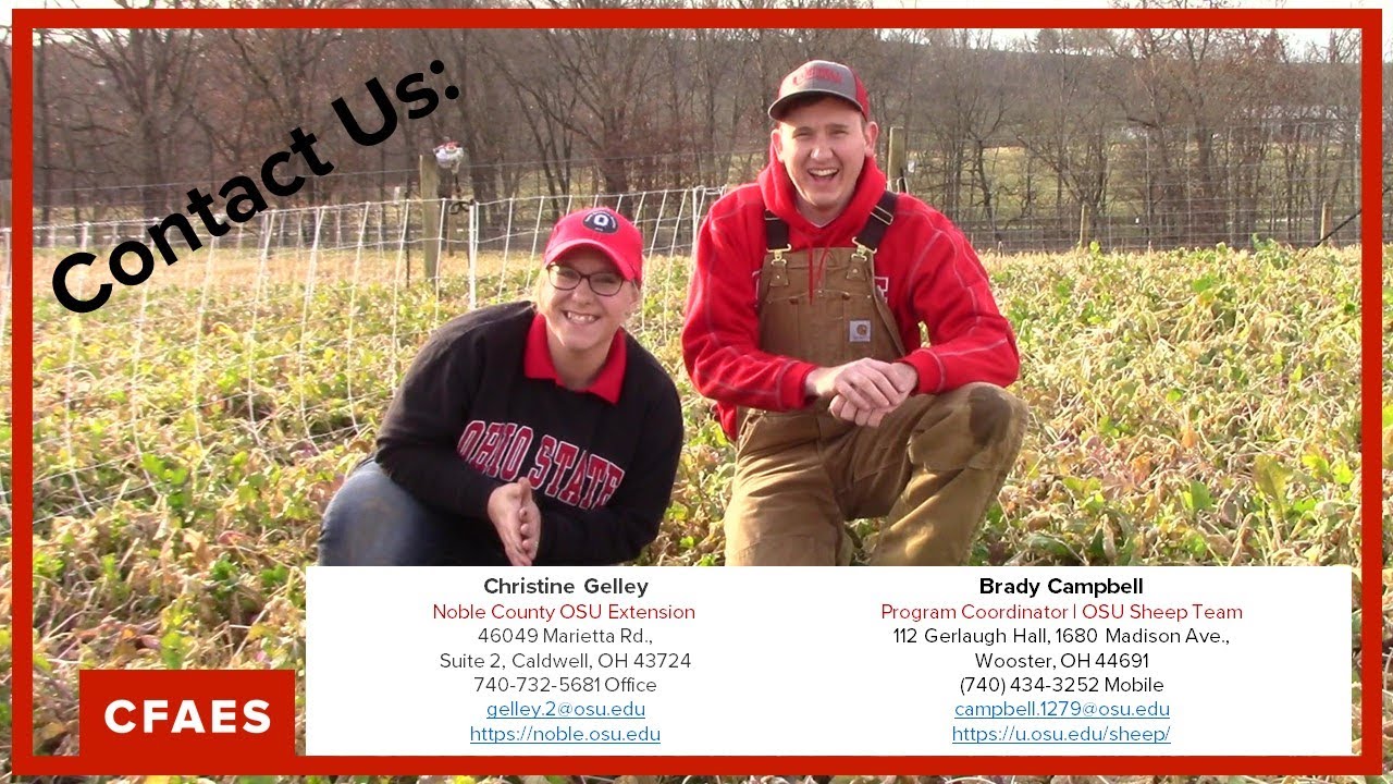 Basic Sheep Nutrition