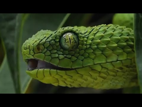 Beautiful Pictures of Animals. #beautiful #picture of #animals #photography #photo