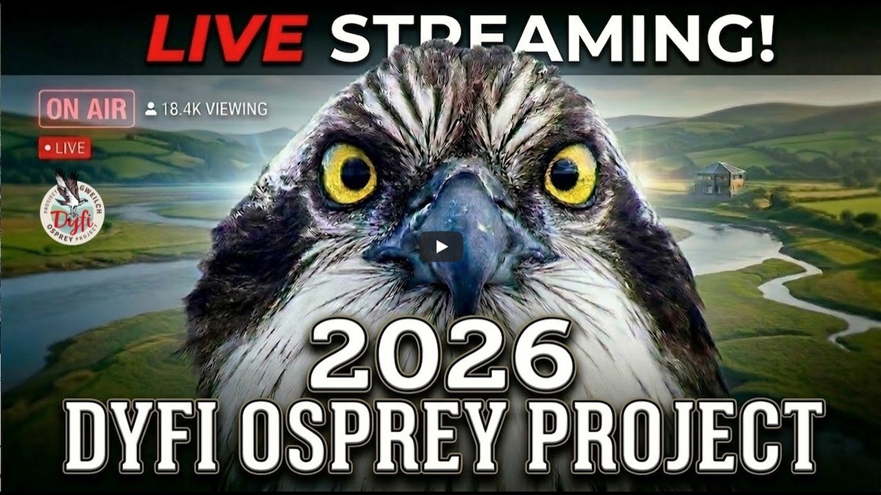 🏴󠁧󠁢󠁷󠁬󠁳󠁿 DYFI OSPREY PROJECT 2026: Live Streaming in 4K 🏴󠁧󠁢󠁷󠁬󠁳󠁿