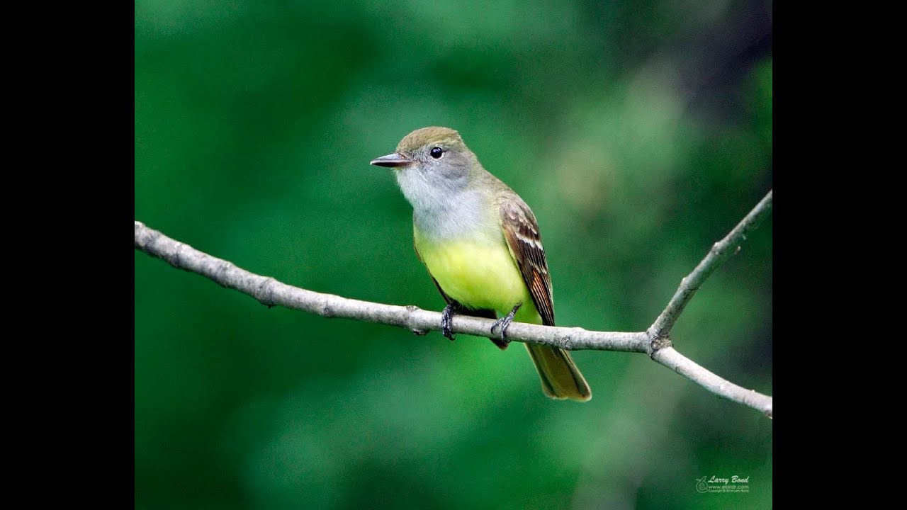 Great Crested Flycatcher
