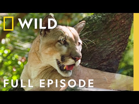 Florida Panther (Full Episode) | Secrets of the Zoo: Tampa | Nat Geo Animals