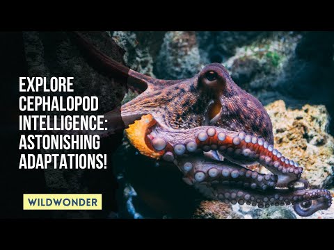 Unveiling the Astonishing Adaptations of Cephalopods