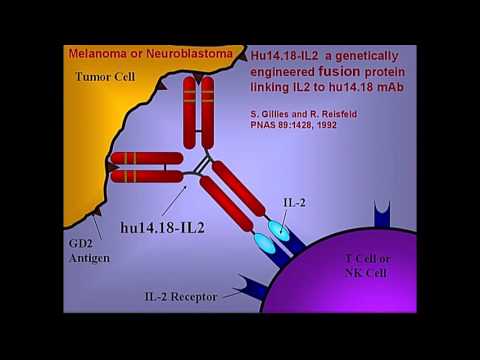 CIPO2015: Anti-GD2 mAb and Next Generation mAb-Based Agents, KIR, Cytokines and Combination Therapy