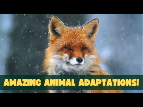 ANIMAL ADAPTATIONS I Three Main Types of Adaptation I Structural, Physiological and Behavioral