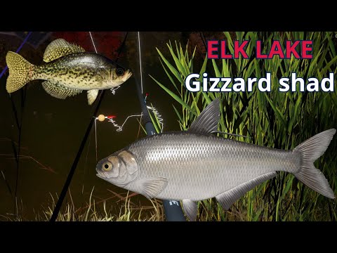 Elk Lake Gizzard shad spot | Russian Fishing