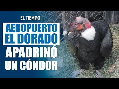 'Rafiki,' the condor who sponsored El Dorado Airport | El Tiempo