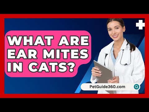 What Are Ear Mites In Cats? - PetGuide360.com