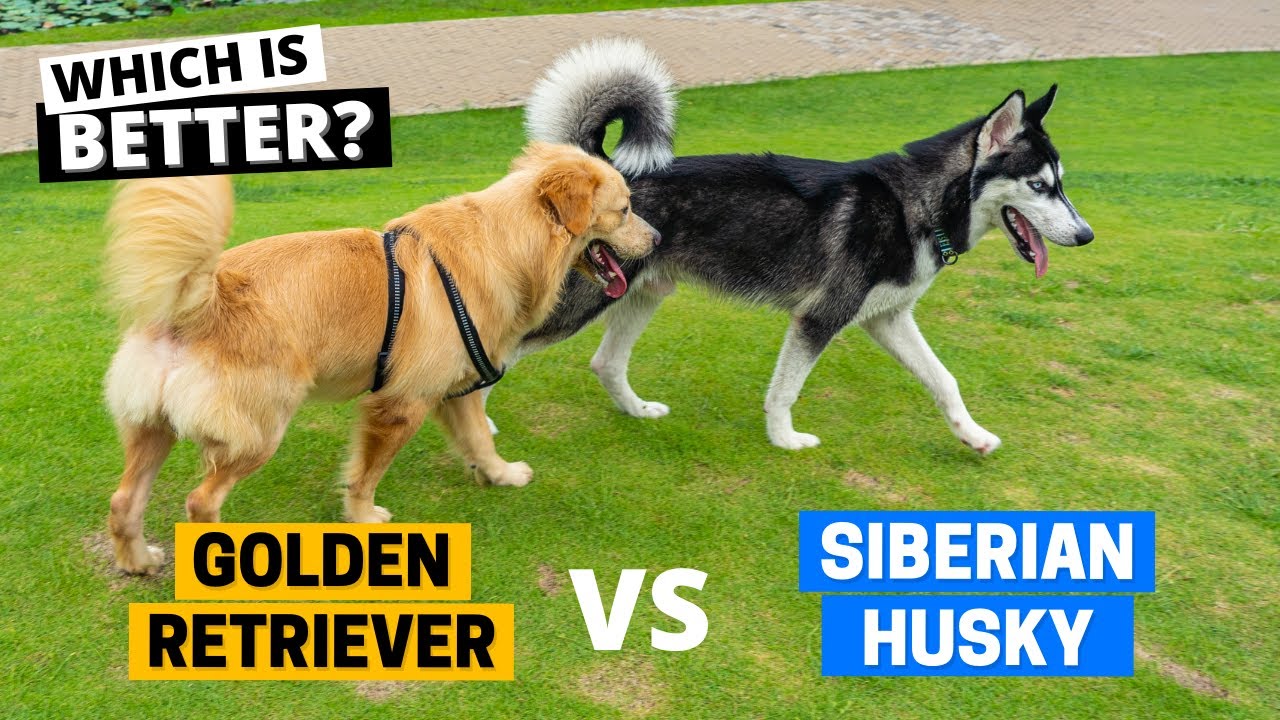 Golden Retriever vs Siberian Husky - Which is Better?