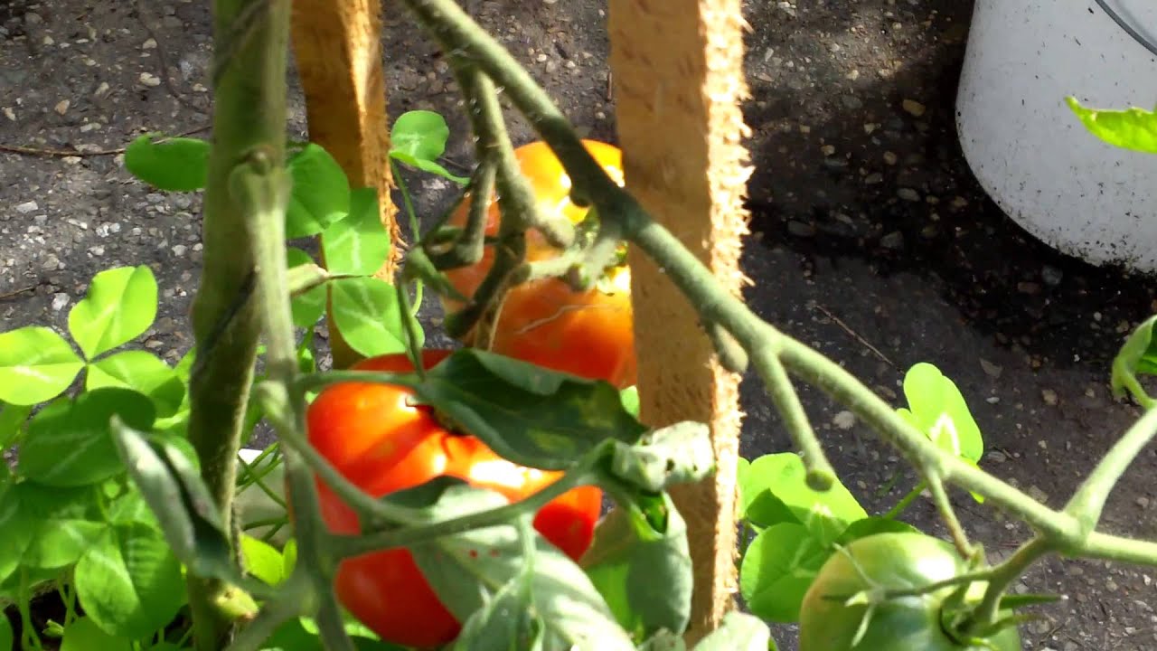 PlantProfile : First Lady Tomato