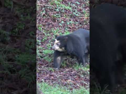Spectacled bear
