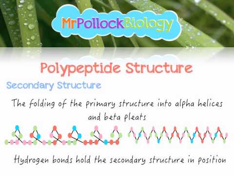 Amino Acids & Polypeptide Chains — Structure & Synthesis - Expii