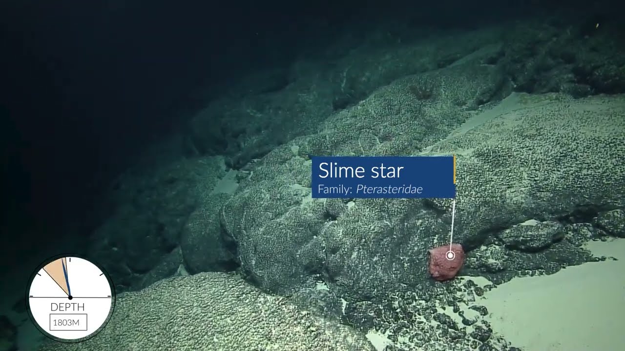 Slime Star Surprises Scientists near Kingman Reef | Nautilus Live #shorts