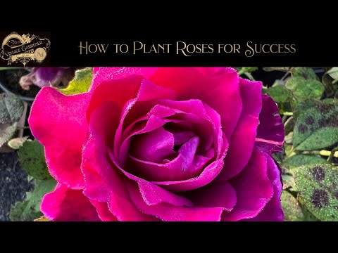 How to plant roses for future success – The Vintage Gardener