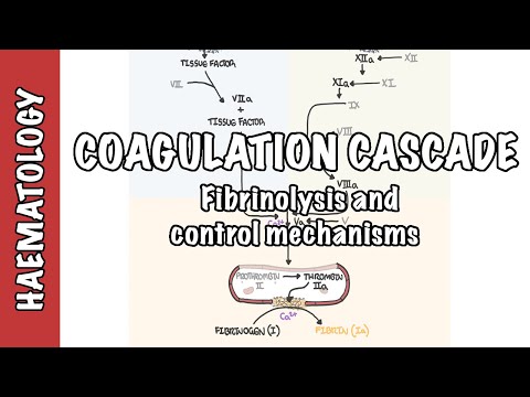 Coagulation Cascade and Fibrinolysis - clotting factors, regulation and control mechanism