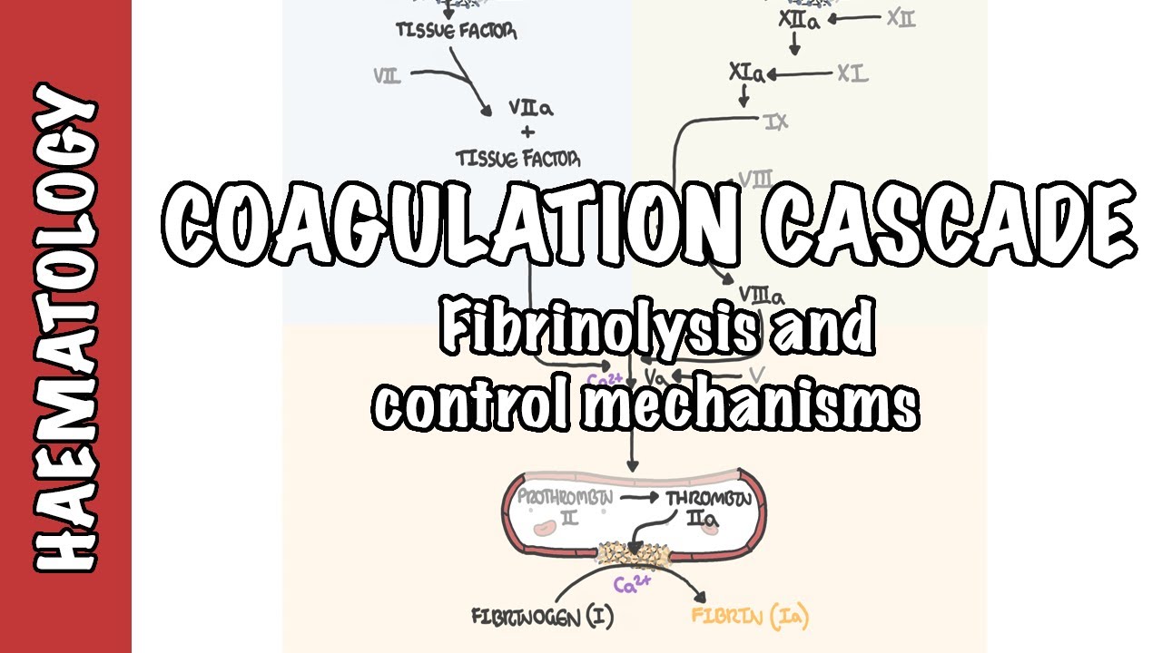 Coagulation Cascade and Fibrinolysis - clotting factors, regulation and control mechanism