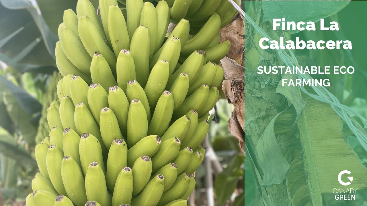 Sustainable Eco Farming at Finca La Calabacera