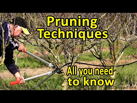 Pruning Robinia Trees – My superb blog 0132