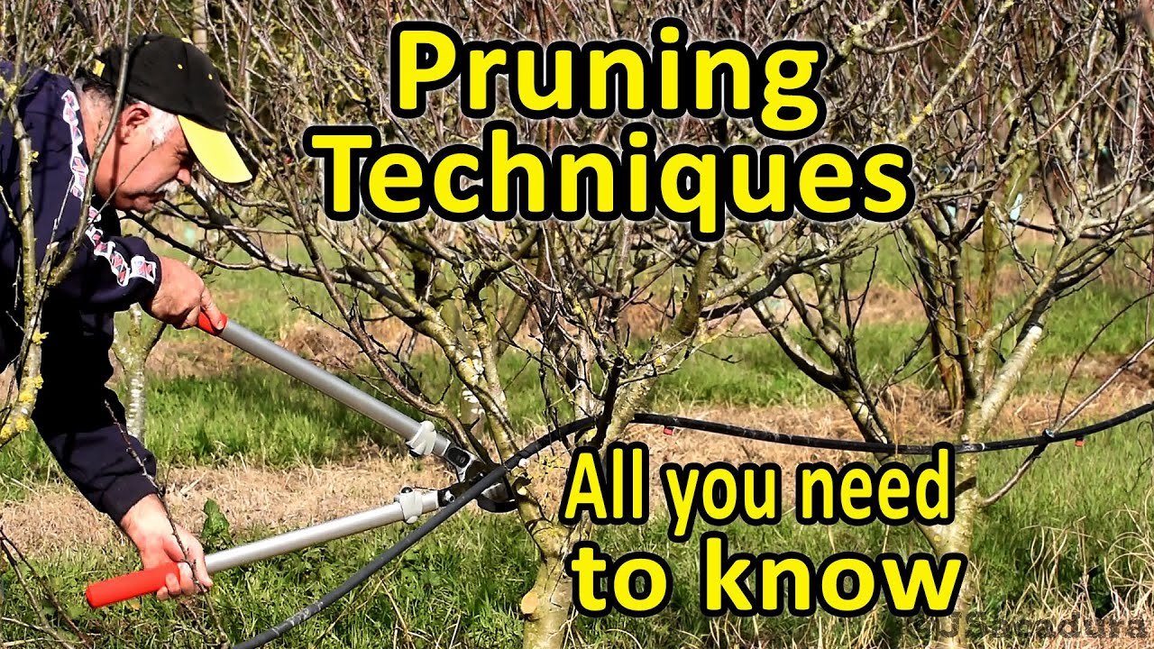 Pruning Fruit Trees | Pruning Techniques | Essential Pruning Course