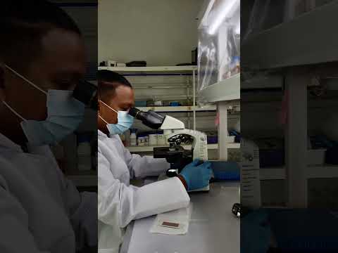 daily routine counting algal cell's