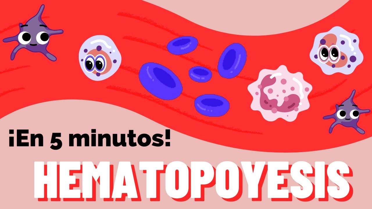 Hematopoyesis ¡En 5 minutos!