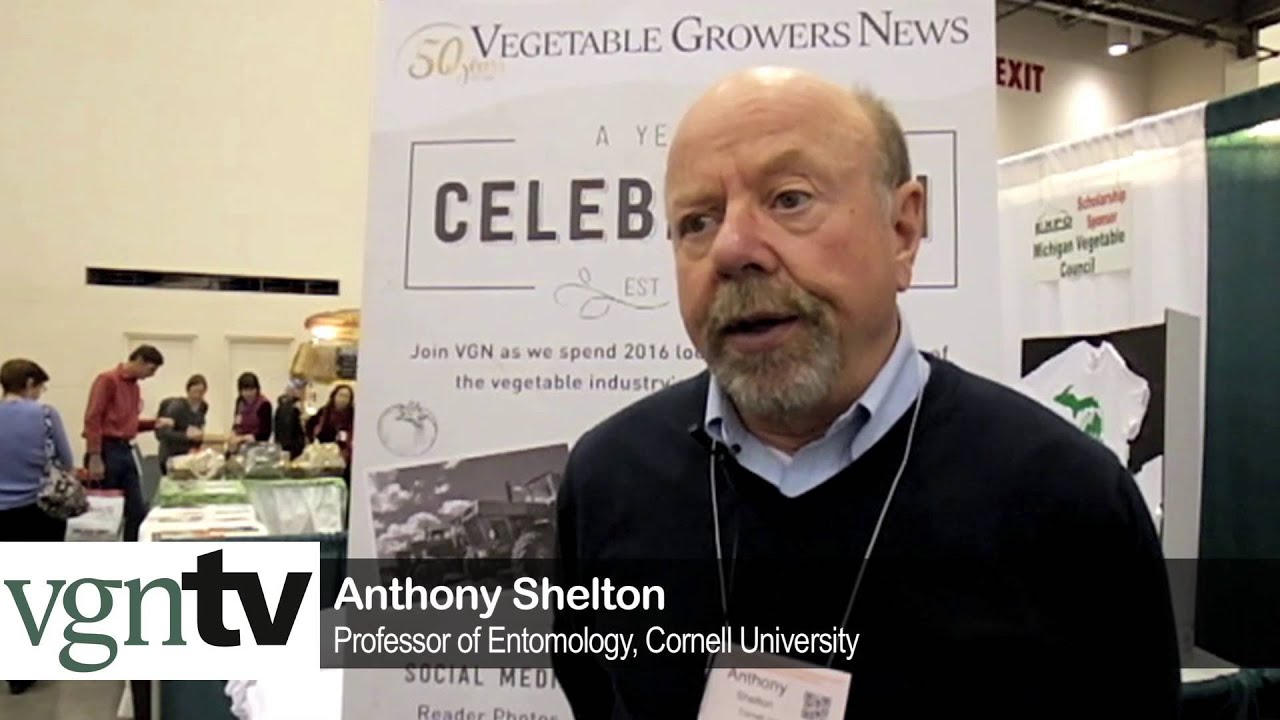 How can growers control swede midge?