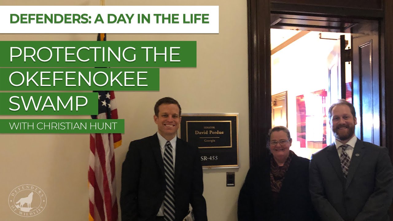 Defenders: A Day in the Life - Protecting the Okefenokee Swamp