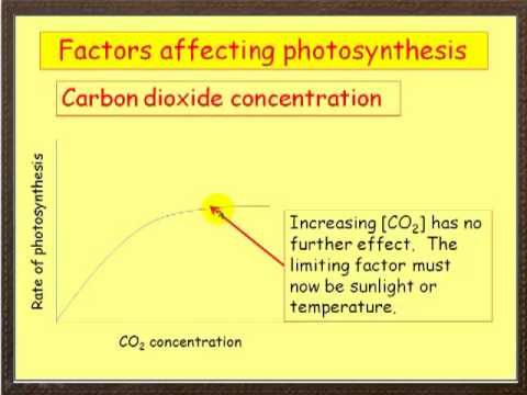 Factors affecting photosynthesis