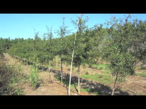Shumardi Oak Trees for sale online