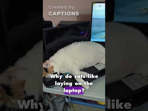 Why do cats like laying on the laptop? #piper #ashley #cat #catshorts #shorts #cats #catnap #laptop