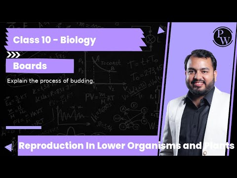 Explain the process of budding.