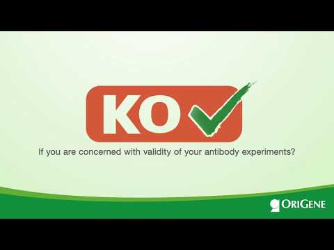 Antibody Specificity and KO Lysates