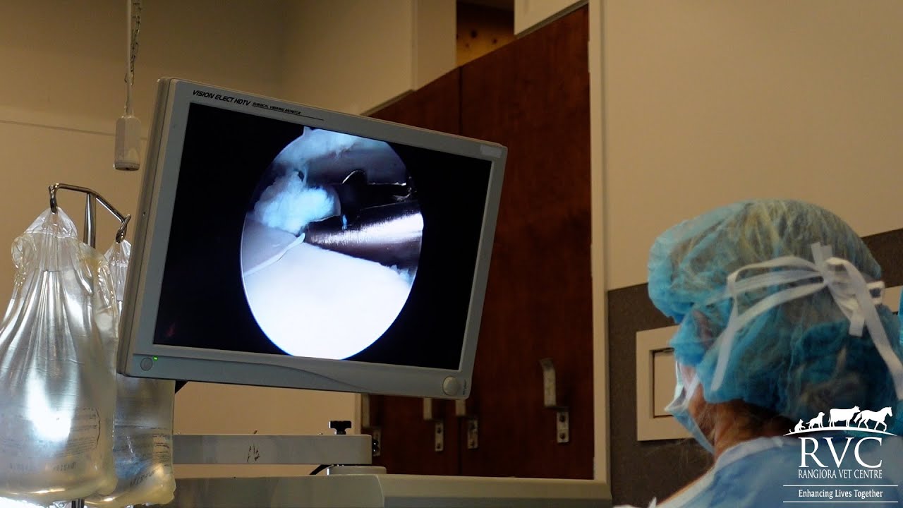 Equine arthroscopy surgery at RVC