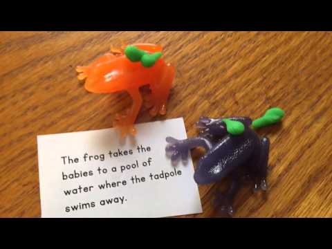 Poison Dart Frog - Life Cycle
