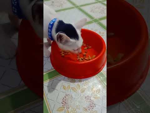 CAT EATING WHISKAS | FUNNY CAT