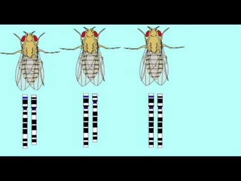 GENETICS 2: DELETION MAPPING IN DROSOPHILA