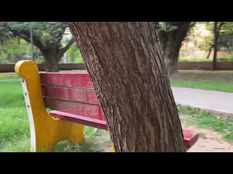 Labrador going to open park without leash for the first time in 5 years | so happy
