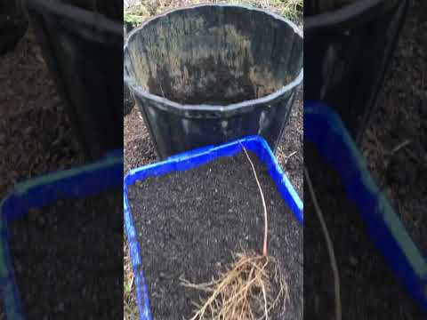Paw Paw Growing Trick