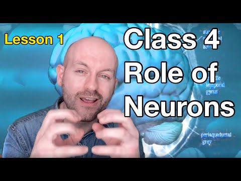 Class 4 - The Role of Neurons Brainwave IPC Lesson
