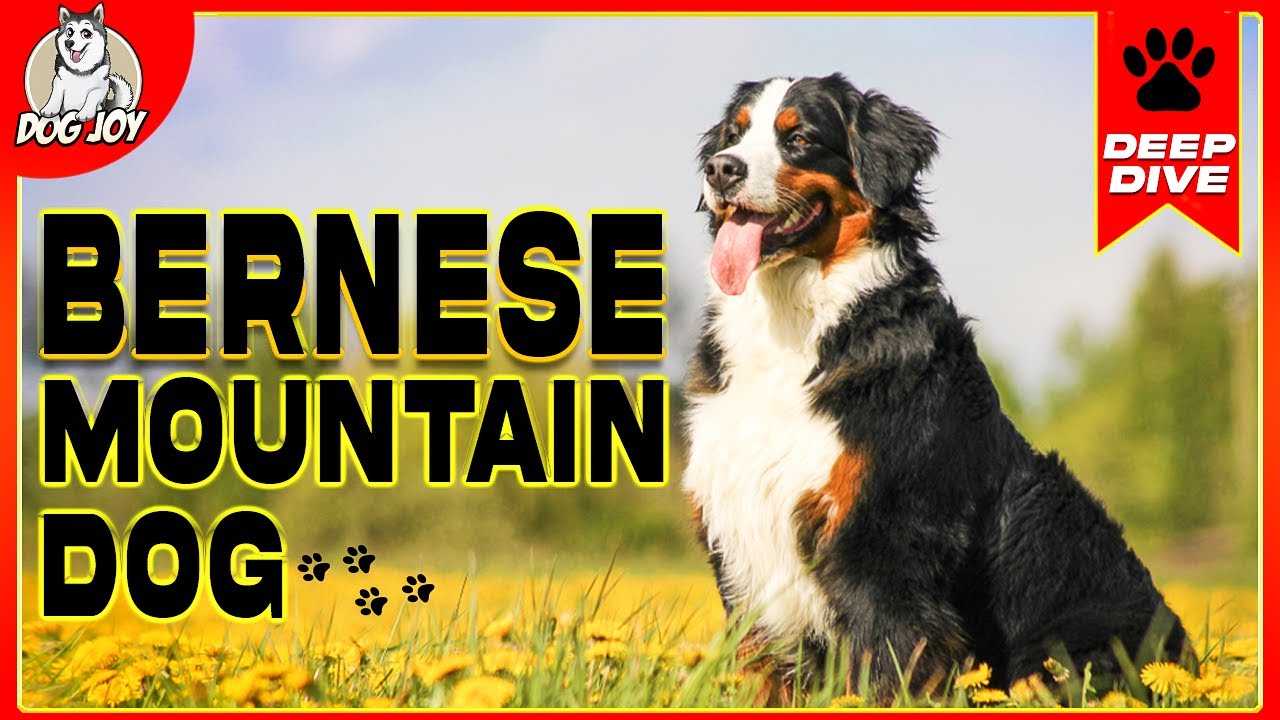 Discover the Bernese Mountain Dog: A Comprehensive Guide