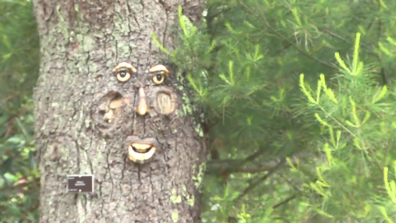 MV Bucket List: Exploring Polly Hill Arboretum