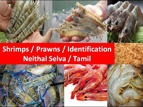 Shrimps / Prawns / Identification / Neithal Selva / Tamil