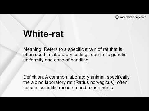 White-rat Meaning