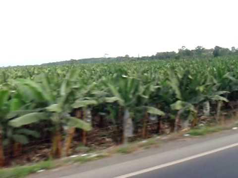 Banana Plantations in Ecuador