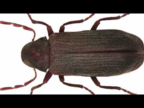 How to Identify the Common Furniture Beetle? What eats the common furniture beetle?