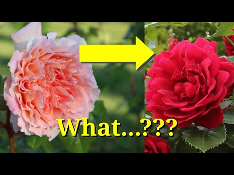Why Would a Rose Change Color?