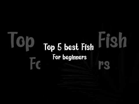 Top 5 best fish for beginners in aquarium hobby ๐ฅ#aquraium #fish #beginners #top 5