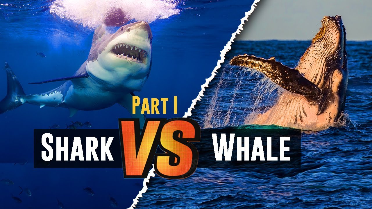 Sharks and Whales: Do you know the difference?